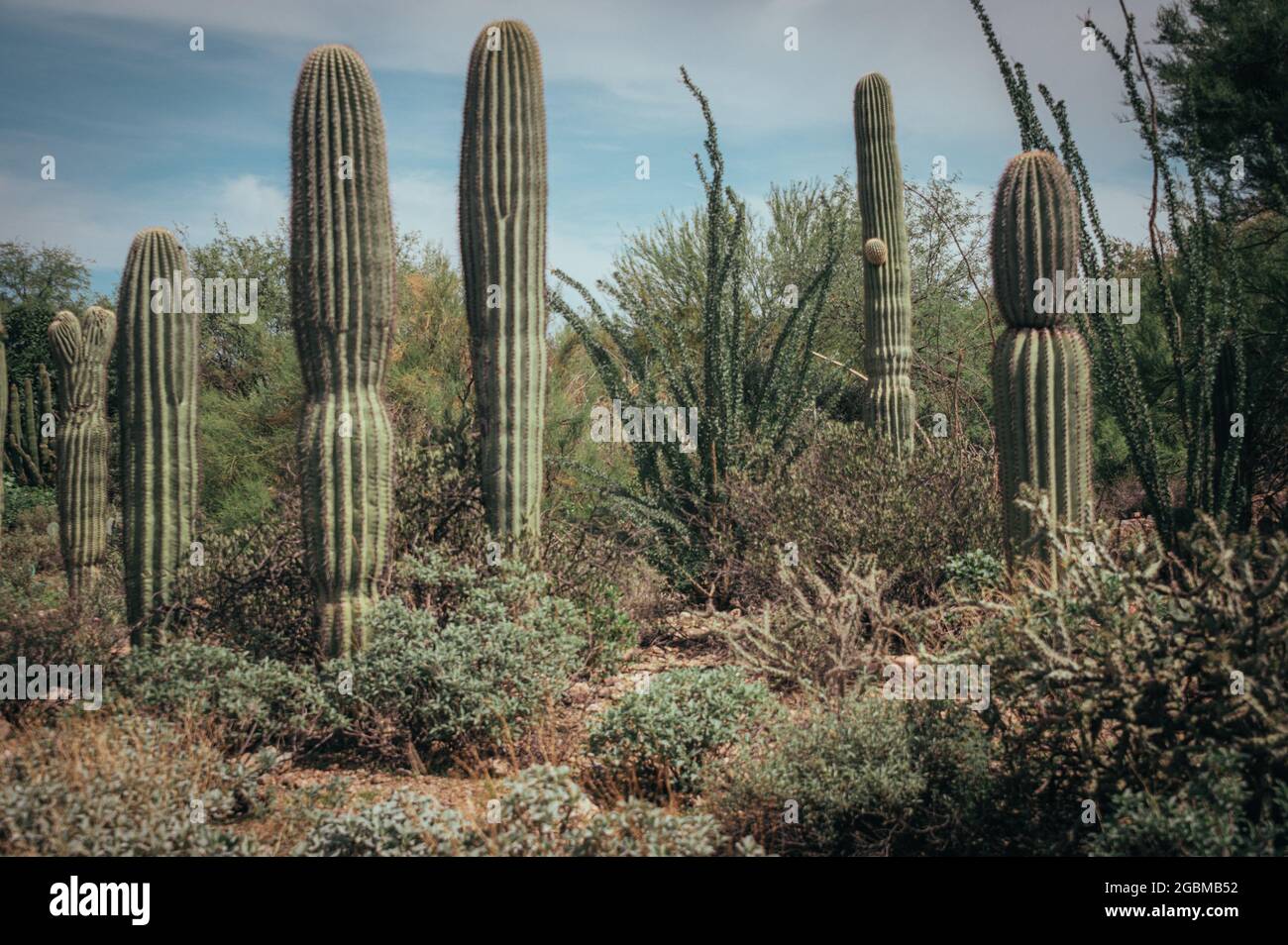 Desert plants after rain hi-res stock photography and images - Alamy