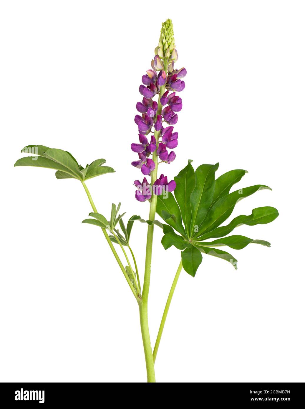 Purple lupine flower isolated on white background. Lupinus or Wolf bean ...