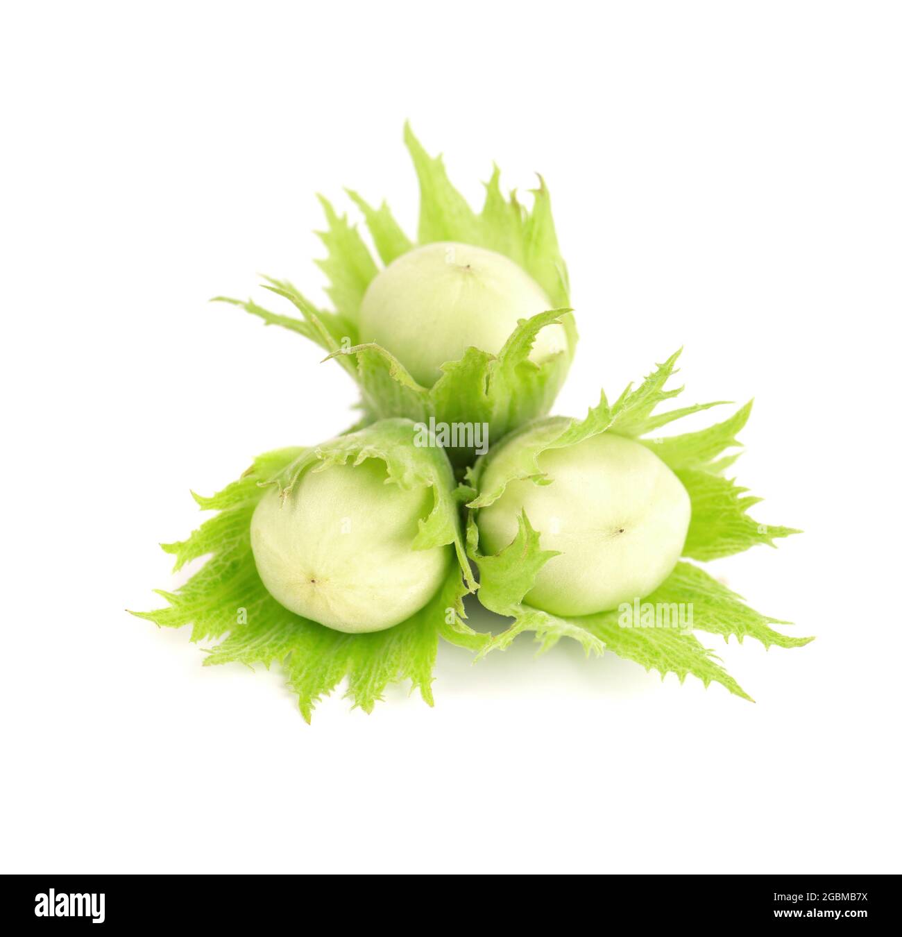 Green hazelnut nuts isolated on white background. Fresh green hazel ...