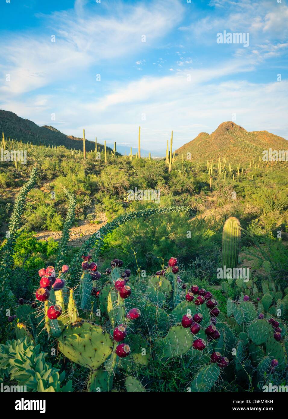 Bright red prickly pear cactus fruit and saguaros in Arizona desert ...