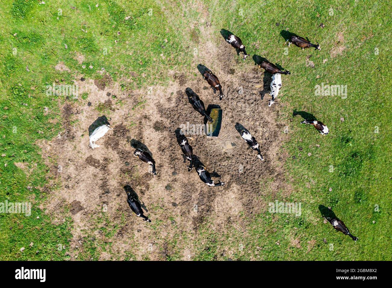 Top view herd cows grazing hi-res stock photography and images - Alamy