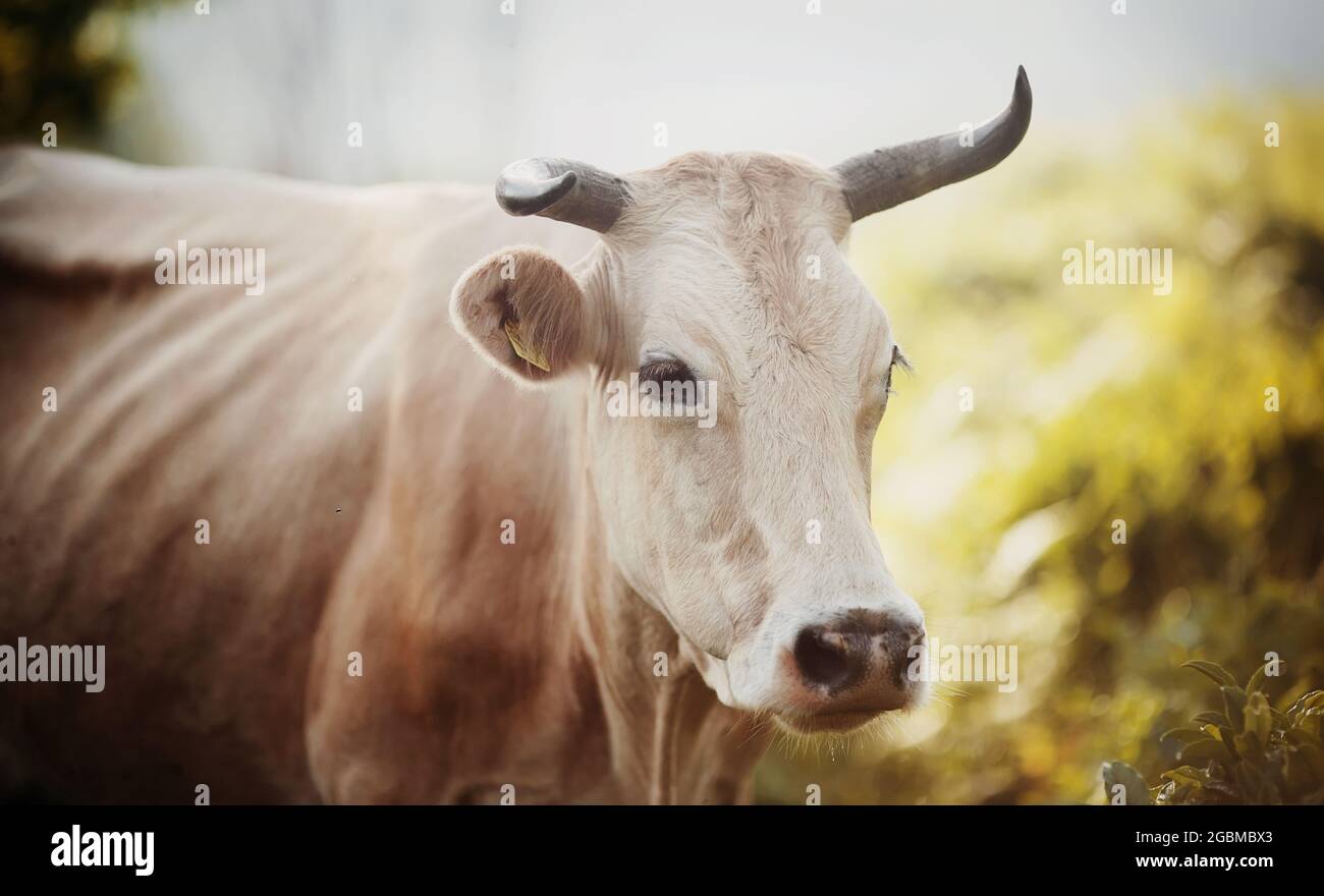 Muzzle for cattle hi-res stock photography and images - Alamy