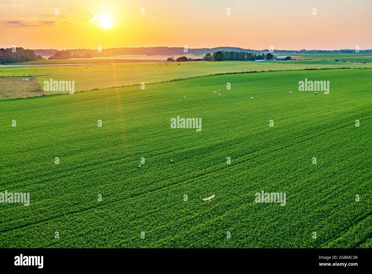 Aerial hunting hi-res stock photography and images - Alamy