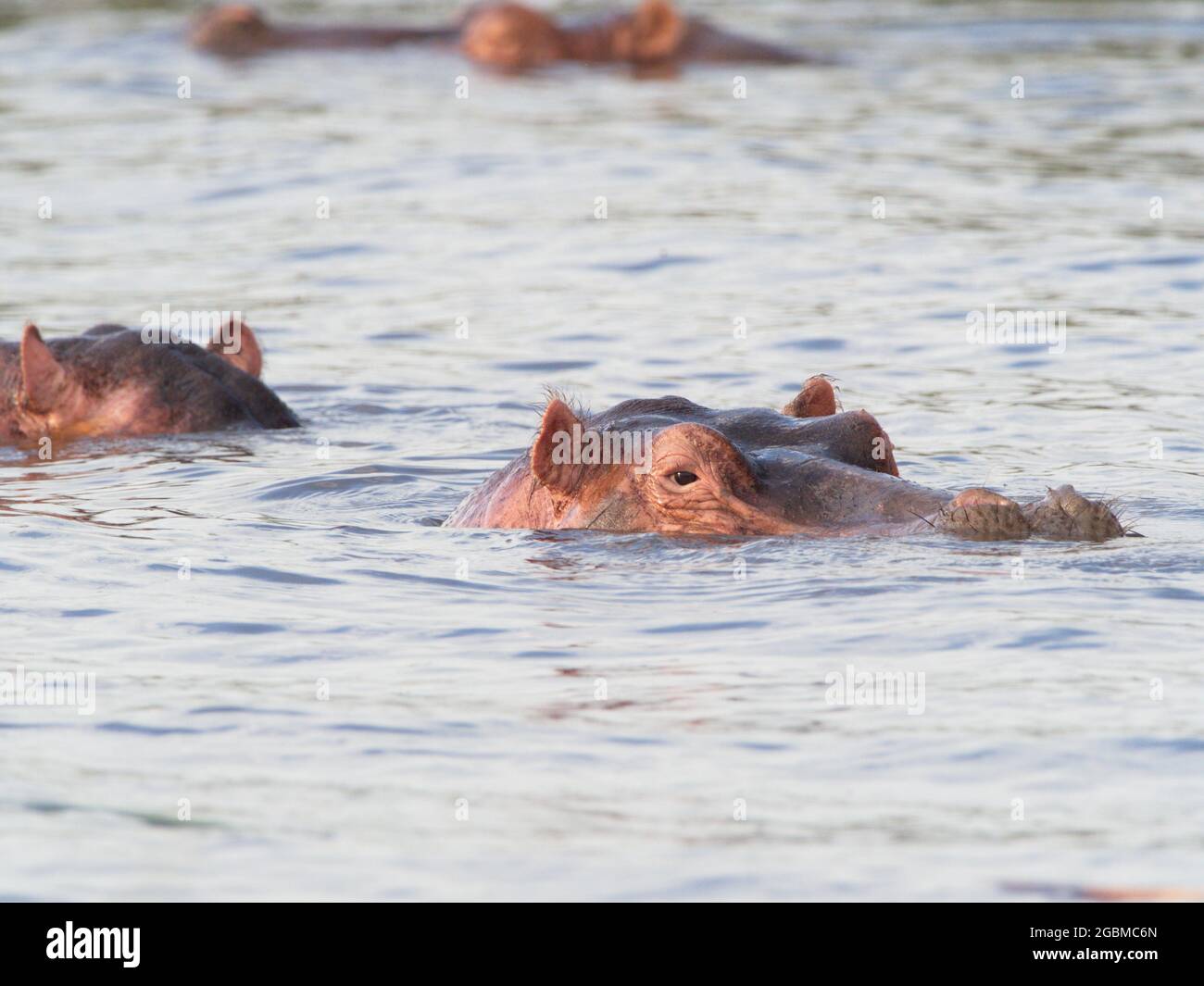 Closeup group portrait of Hippopotamus (Hippopotamus amphibius) heads ...