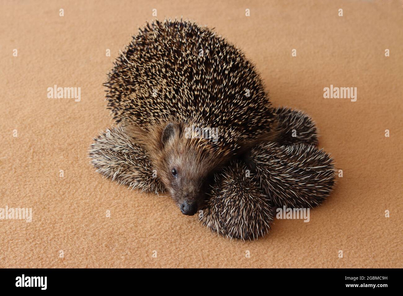 Hedgehog cubs hi-res stock photography and images - Alamy