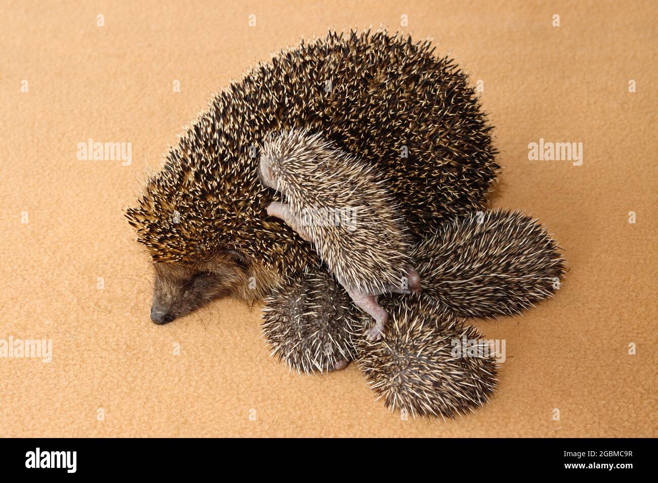 Hedgehog with four cubs Stock Photo - Alamy