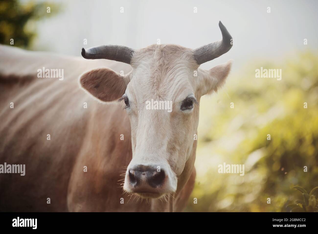 Portrait of a horned cow. Portrait of a beige bull. The muzzle of ...