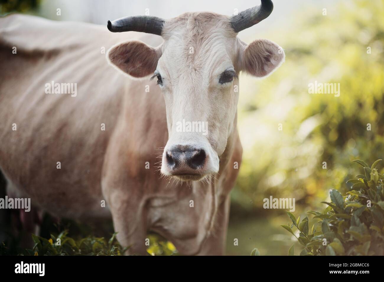 Portrait of a horned cow. Portrait of a beige bull. The muzzle of ...