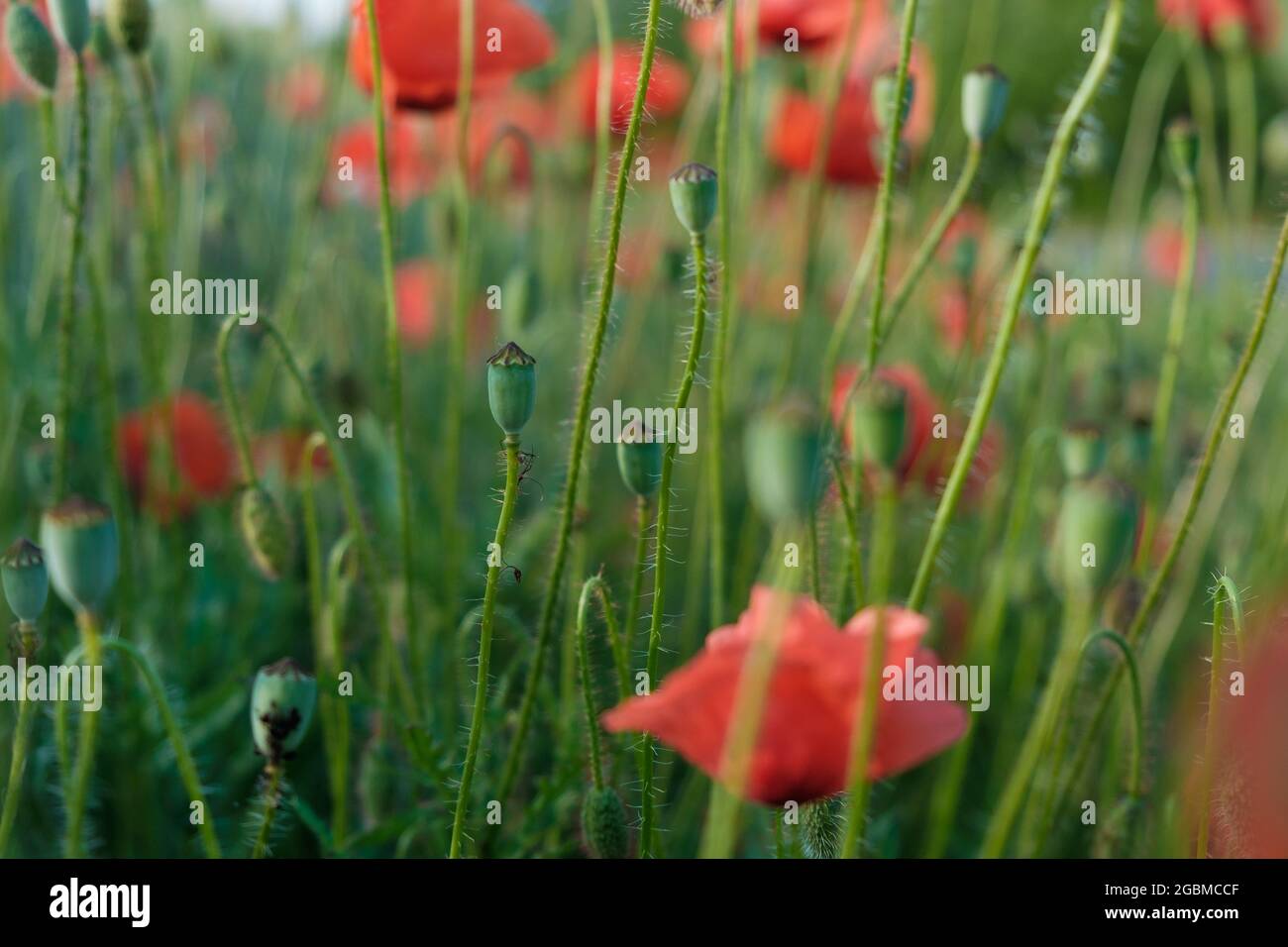 Growing cocoon hi-res stock photography and images - Alamy