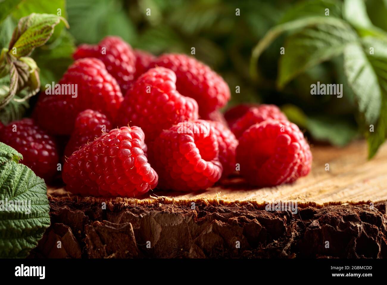 Fresh juicy raspberries with leaves on a pine stump in the forest Stock ...
