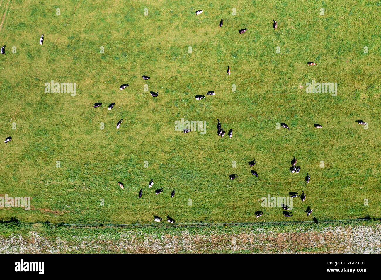 Aerial top view herd cows hi-res stock photography and images - Alamy