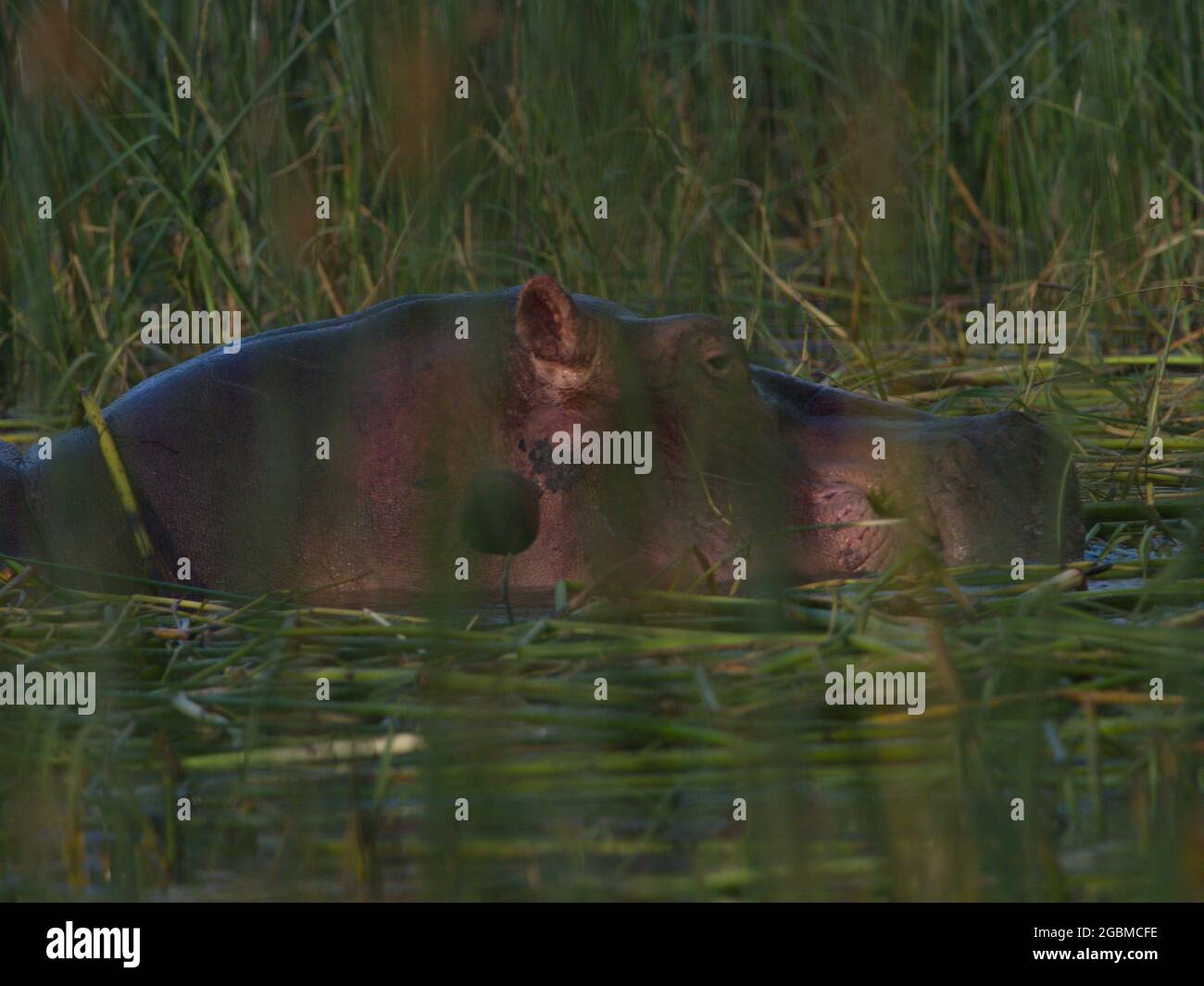 Closeup side on portrait of Hippopotamus (Hippopotamus amphibius ...
