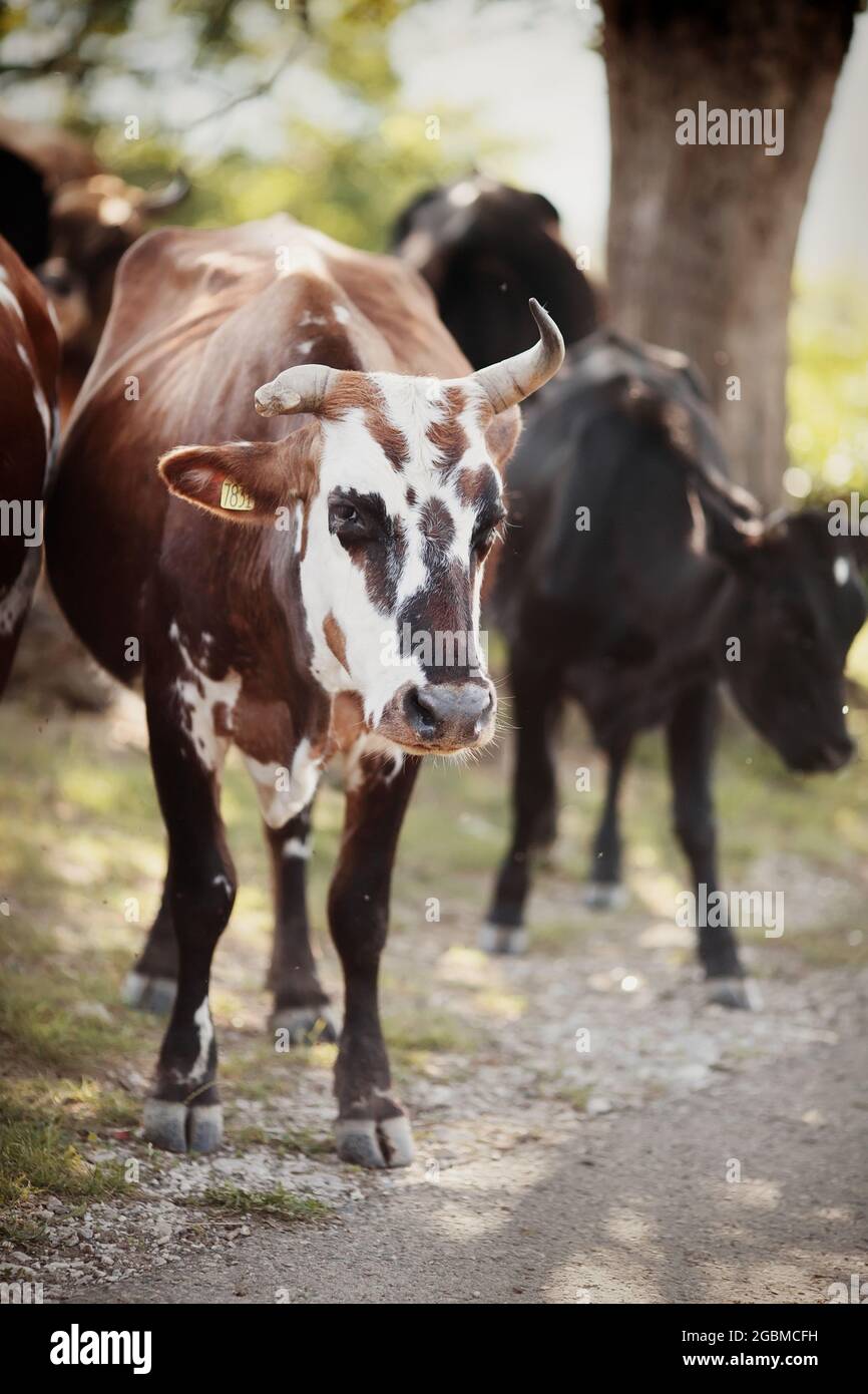 Portrait of a horned spotted cow. Portrait of a bull. A herd of cows is ...