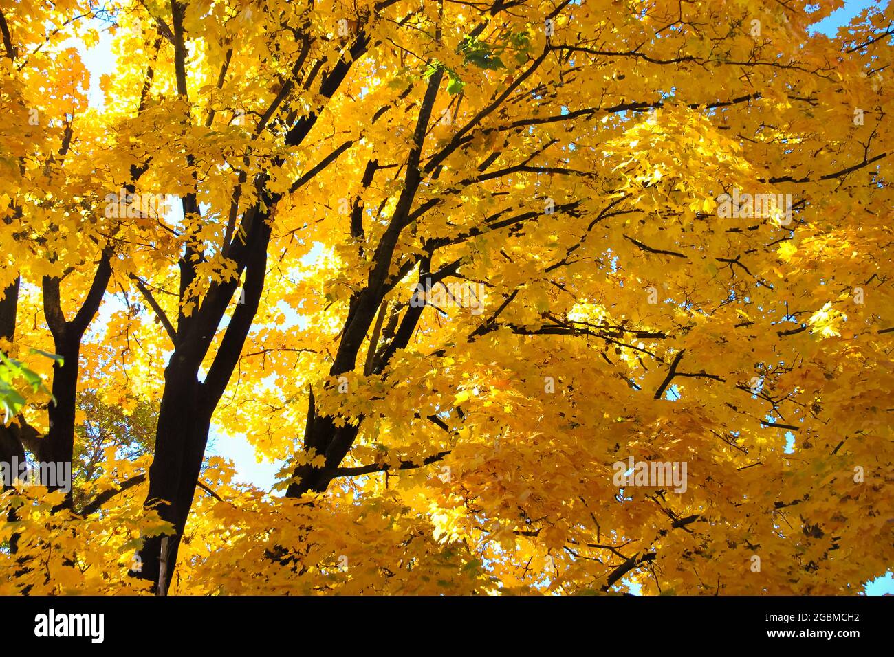 Tall maple tree branchy crown hi-res stock photography and images - Alamy