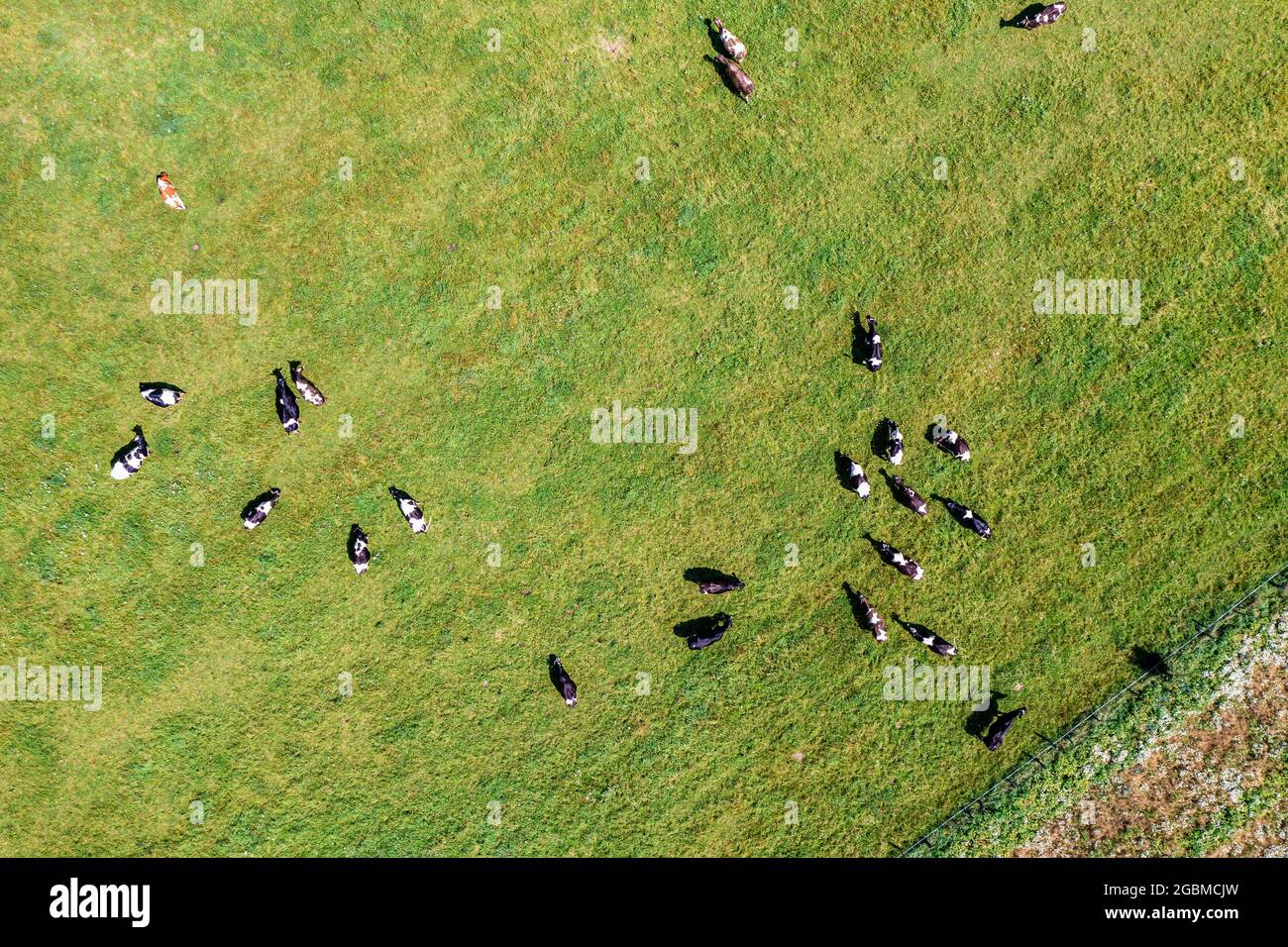 Aerial top view herd cows hi-res stock photography and images - Alamy