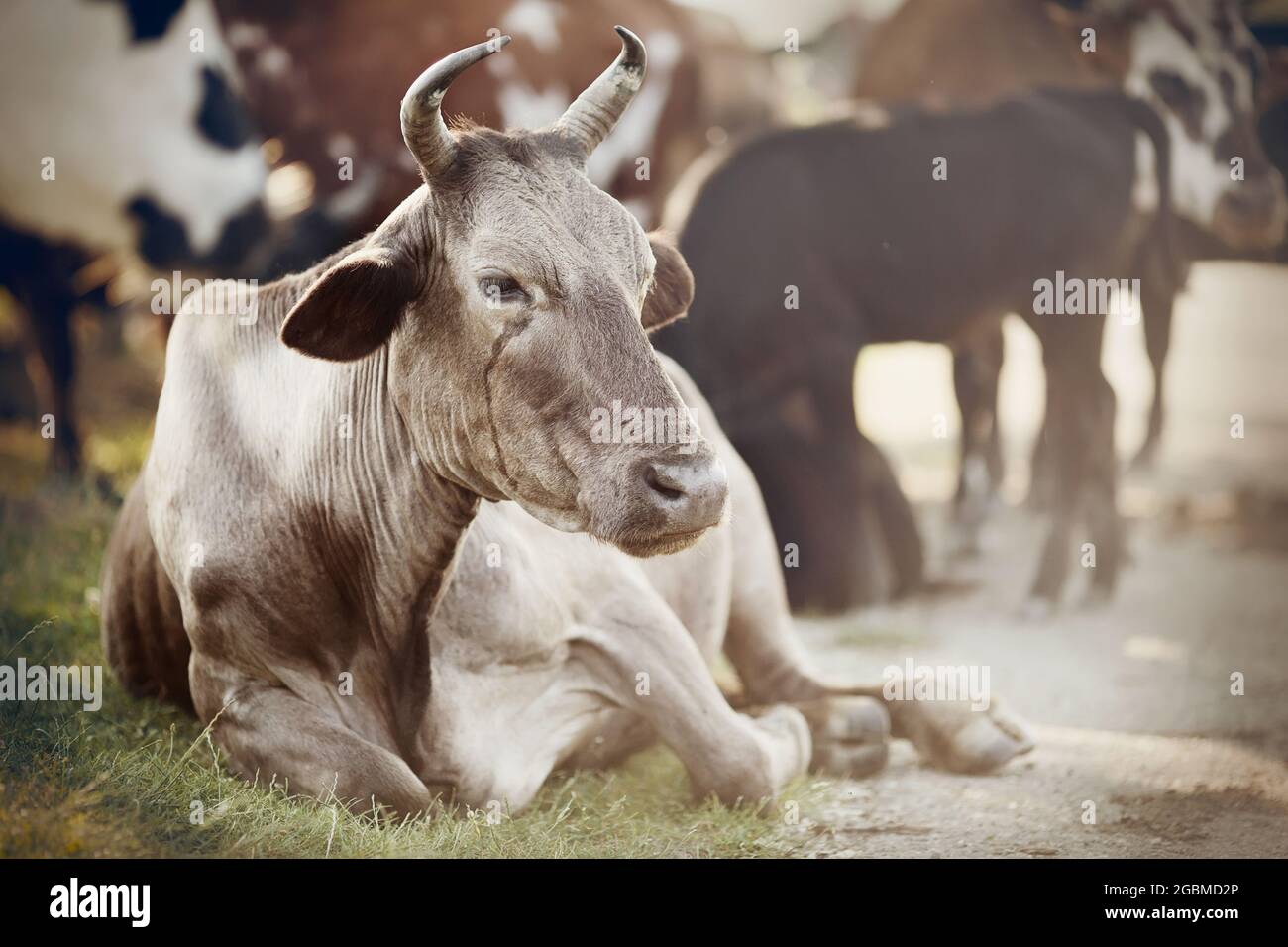 Portrait of a horned cow. Portrait of a beige bull. A beige cow is ...