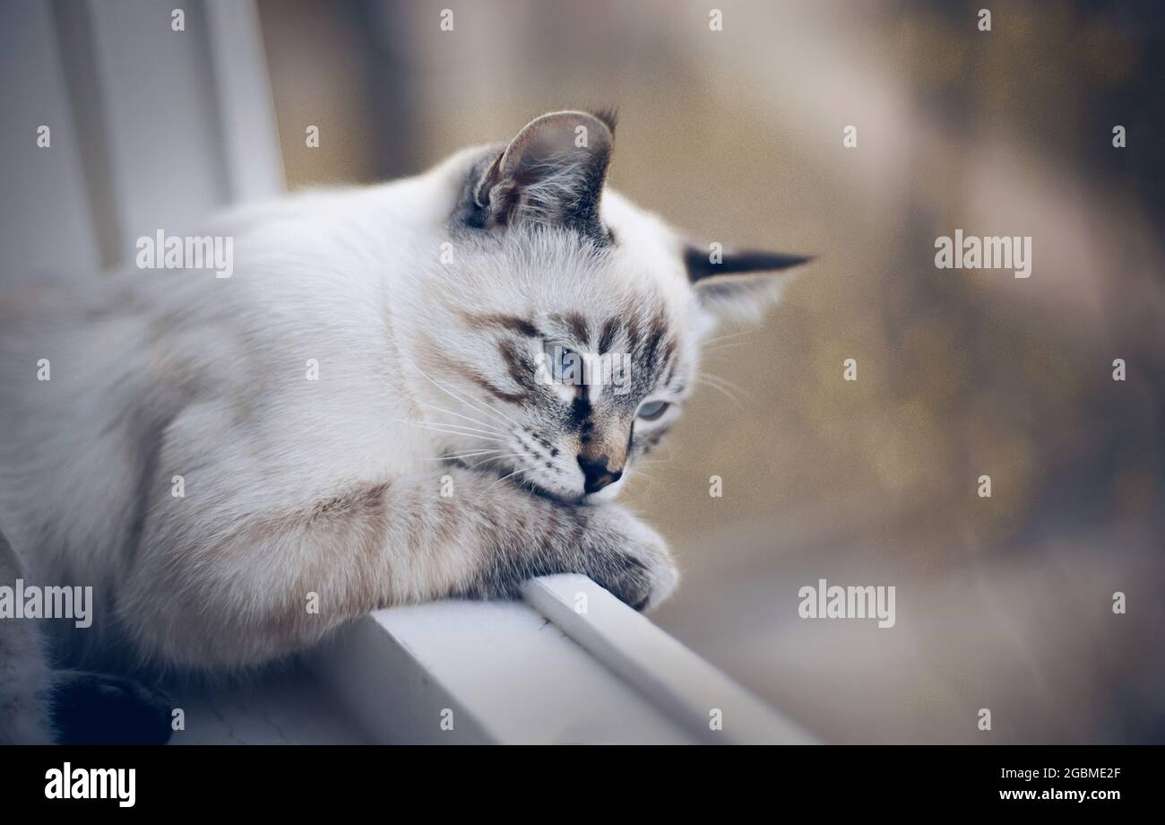 Portrait of a sad Thai cat on the windowsill. A Thai-bred kitten. Small ...