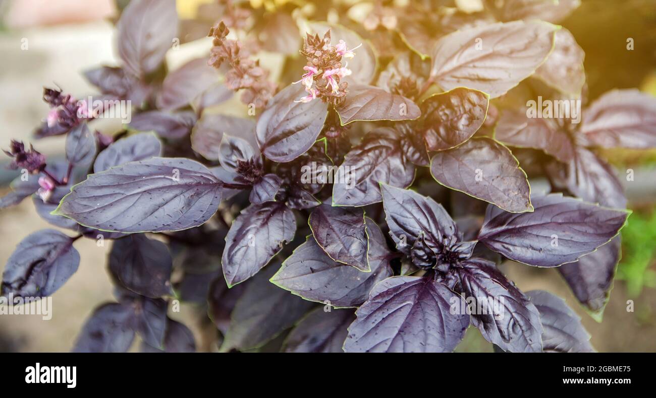 A beautiful bush of purple basil grows in the garden. Close-up. Natural ...