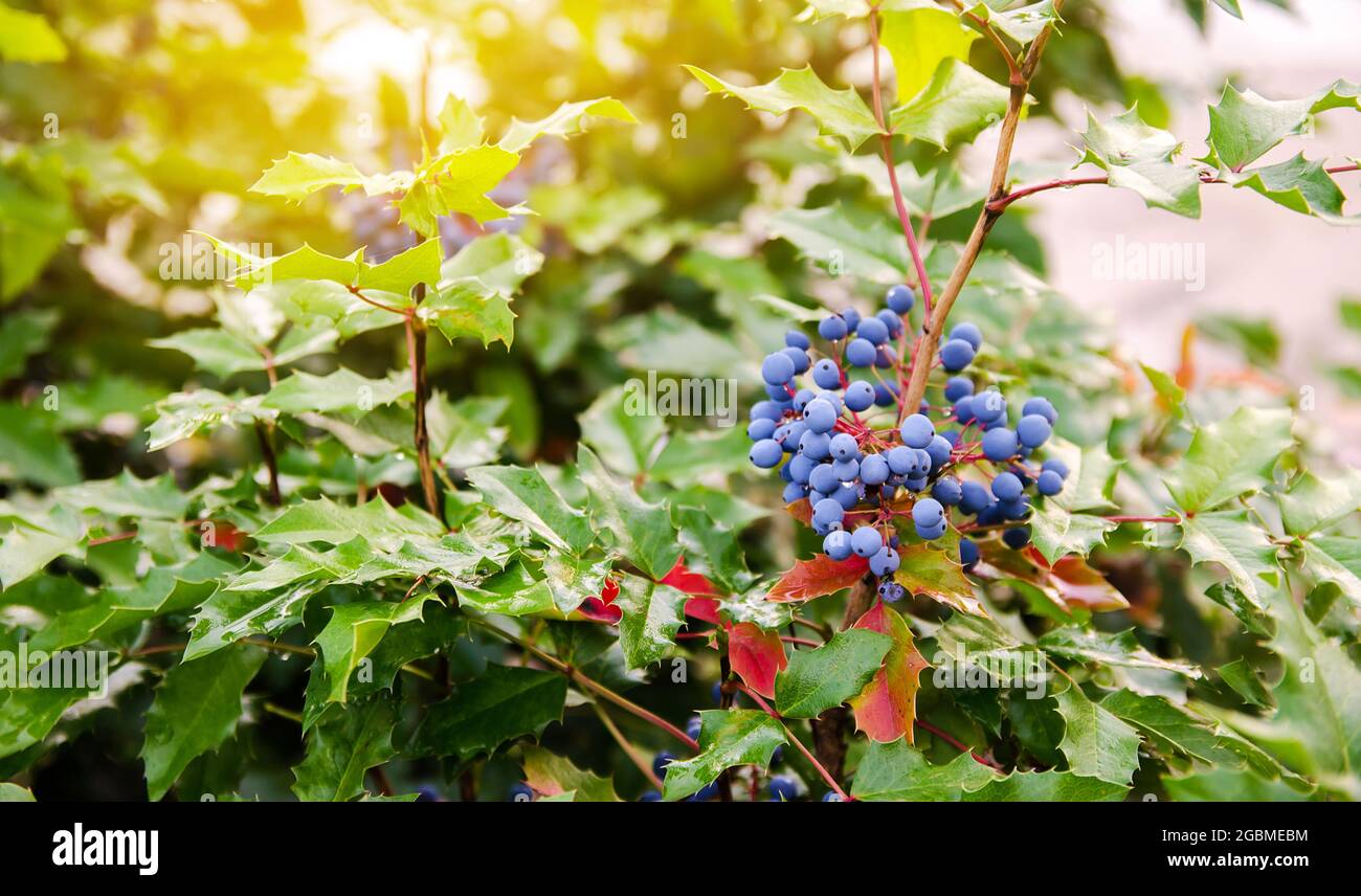 Blue berries Mahonia aquifolium (Oregon-grape or Oregon grape) and bush ...