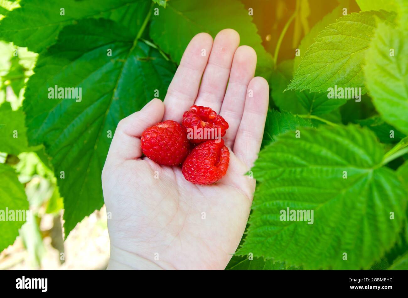Big bush woman hi-res stock photography and images - Alamy