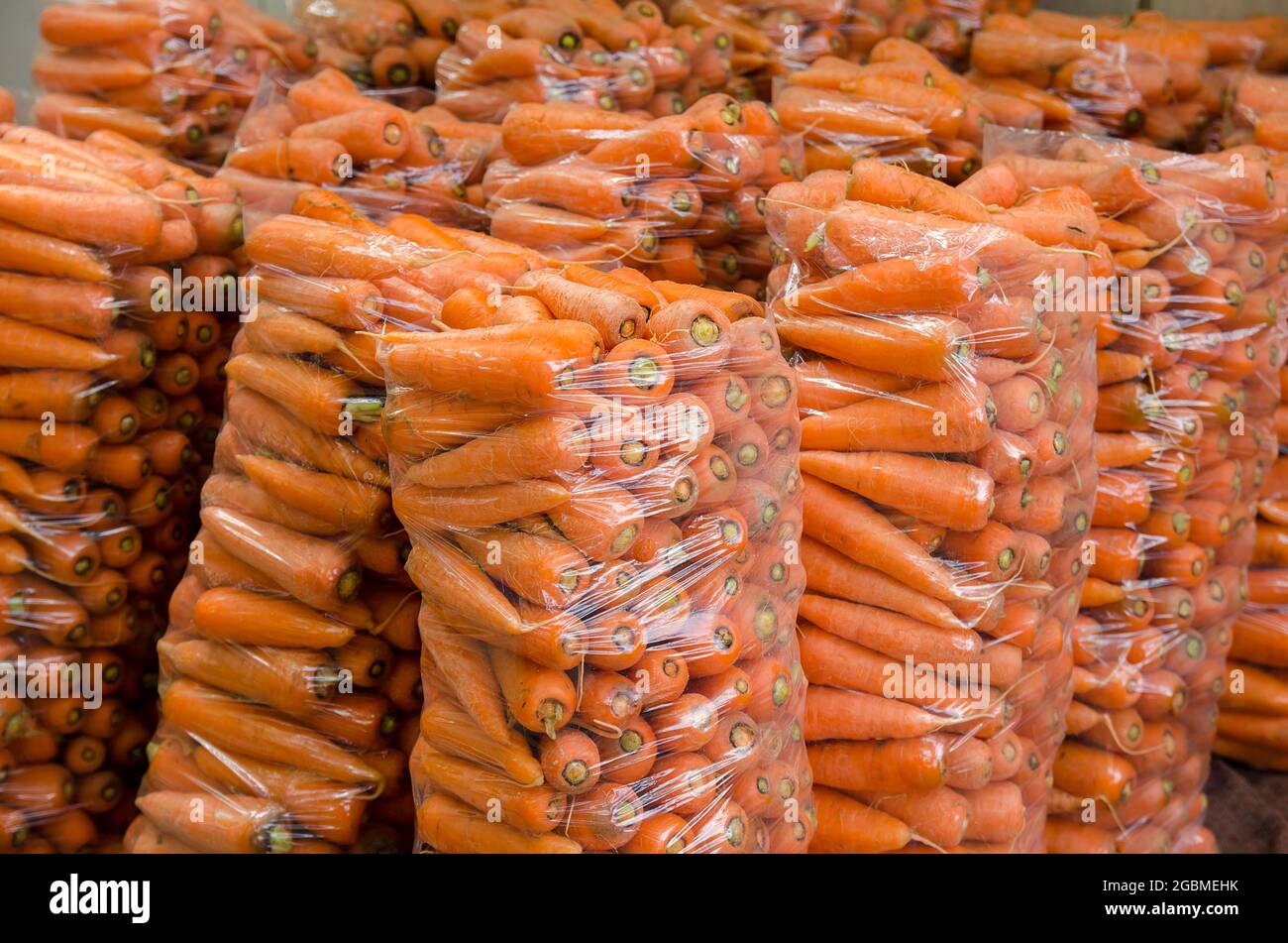 Bags with young fresh carrot prepared for sale. Freshly harvested ...