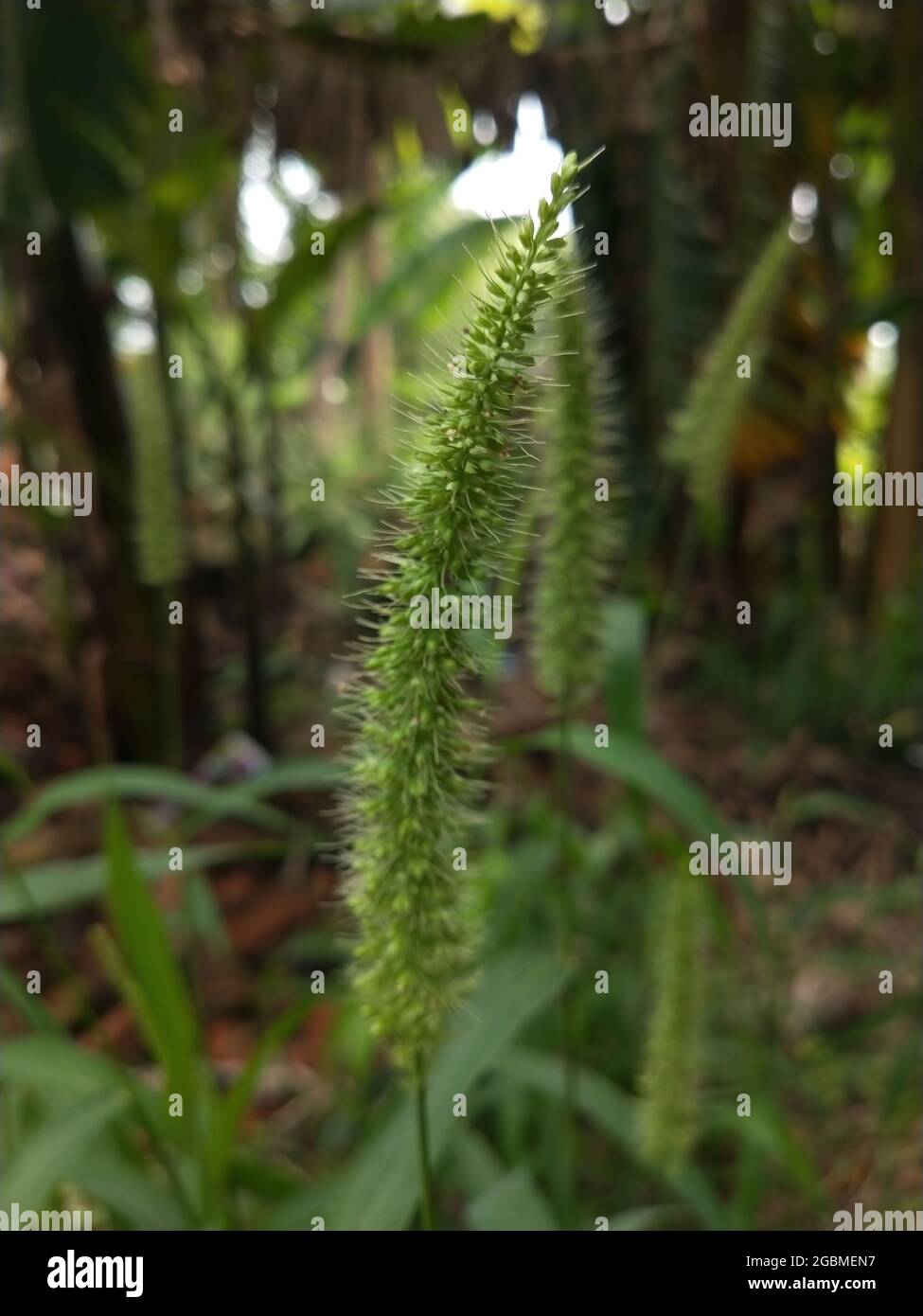 Wild foxtail shot hi-res stock photography and images - Alamy