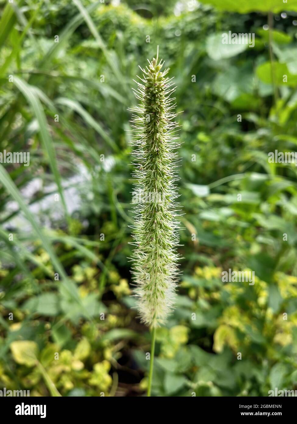 Wild foxtail shot hi-res stock photography and images - Alamy