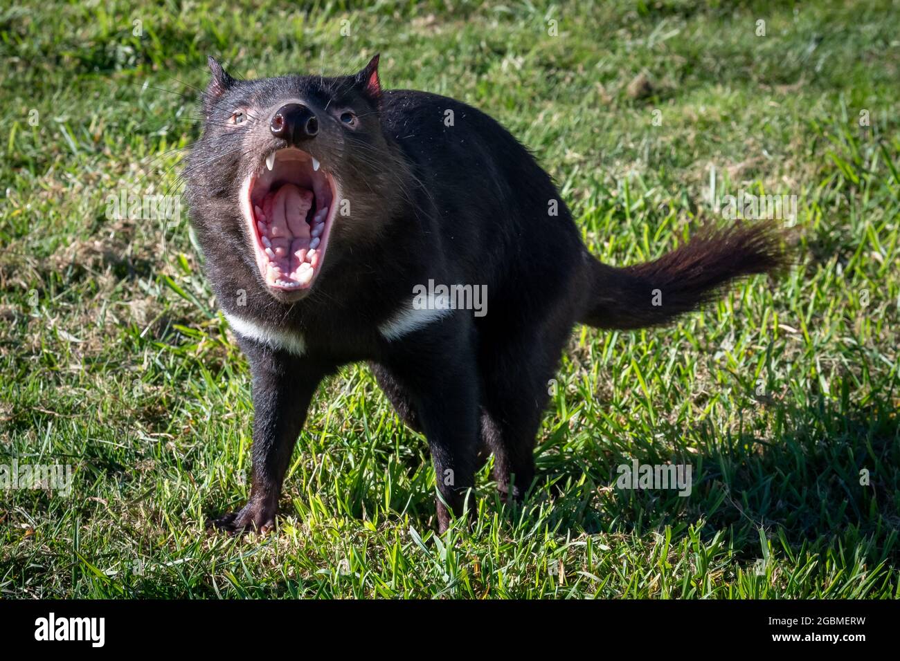 Tasmanian devil growling on a meadow Stock Photo - Alamy