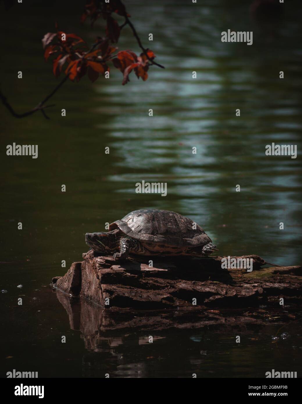 Turtle on a tree trunk in the river Stock Photo - Alamy