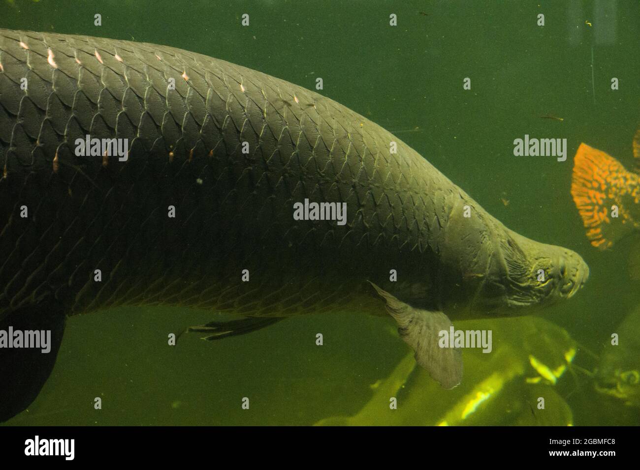 Closeup shot of a pirarucu fish underwater at an aquarium Stock Photo ...