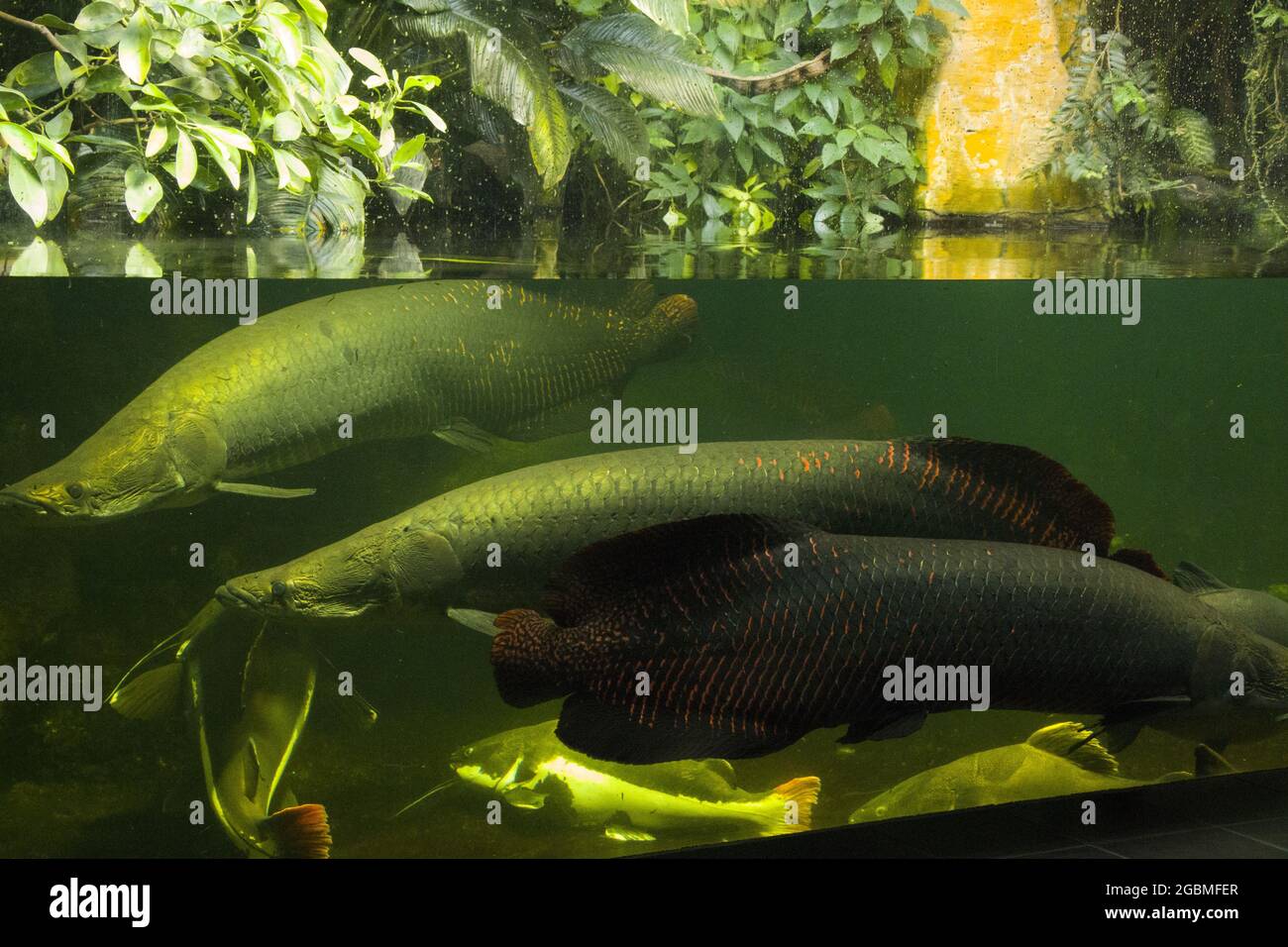 Group of pirarucu fish underwater at an aquarium Stock Photo - Alamy