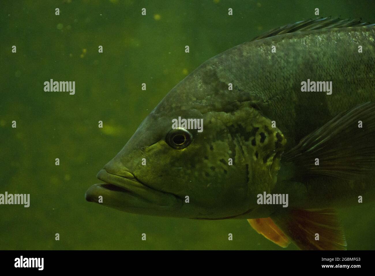 Closeup shot of a pirarucu fish underwater at an aquarium Stock Photo ...