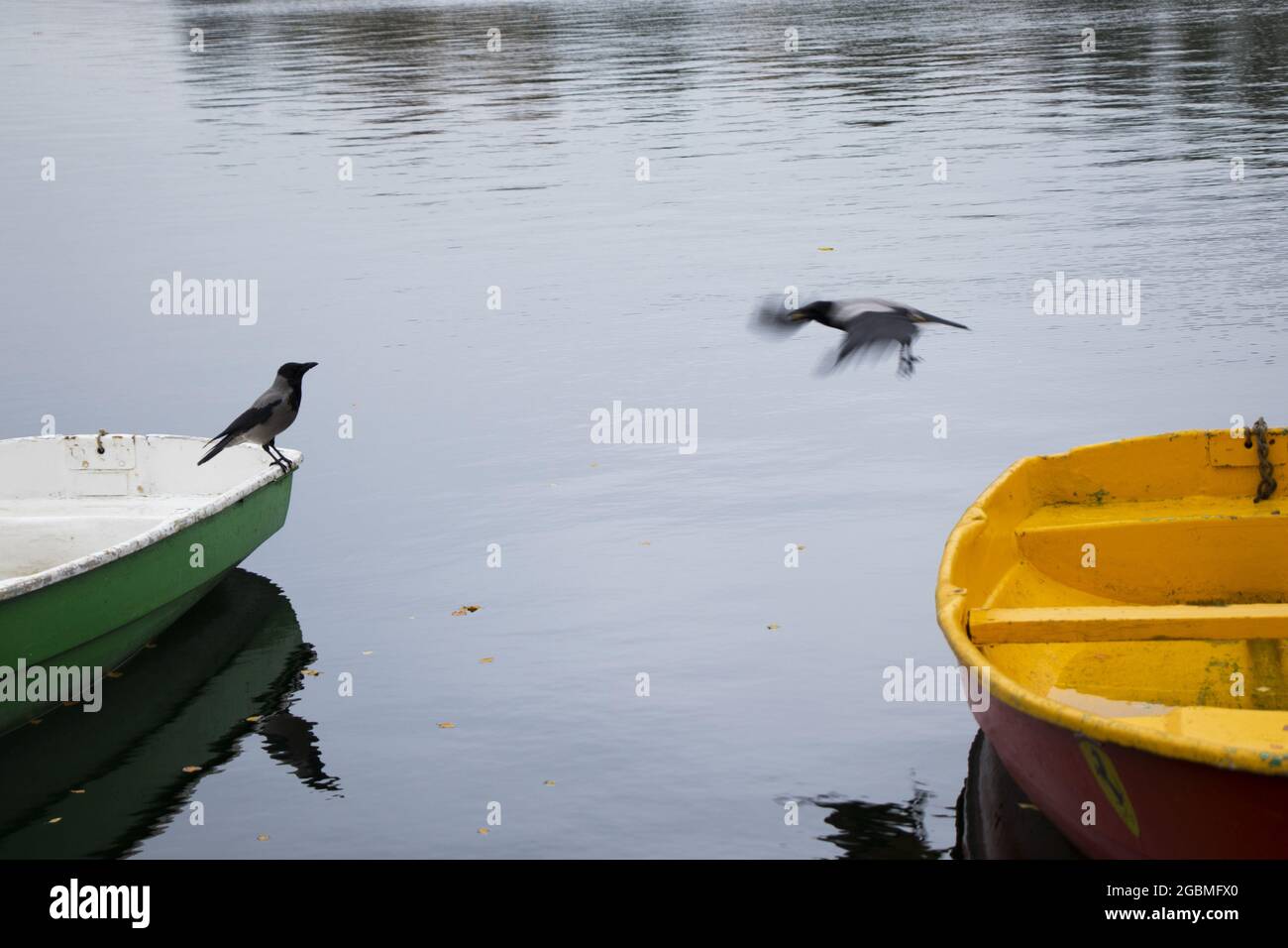 Hooded crow bird on a boat edge with another crow flying towards it ...