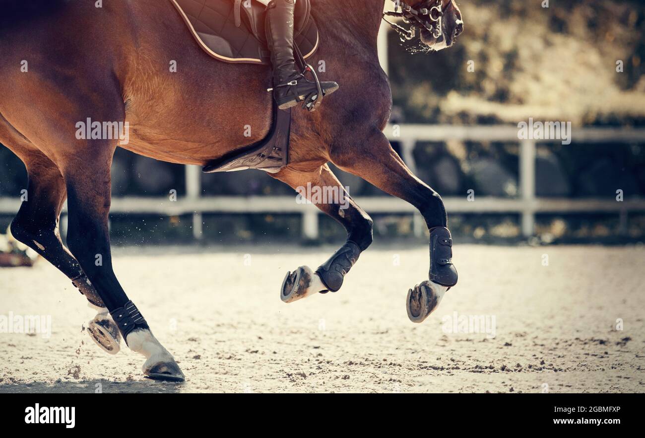 Equestrian sport. Galloping horse. Legs of a galloping horse close-up ...