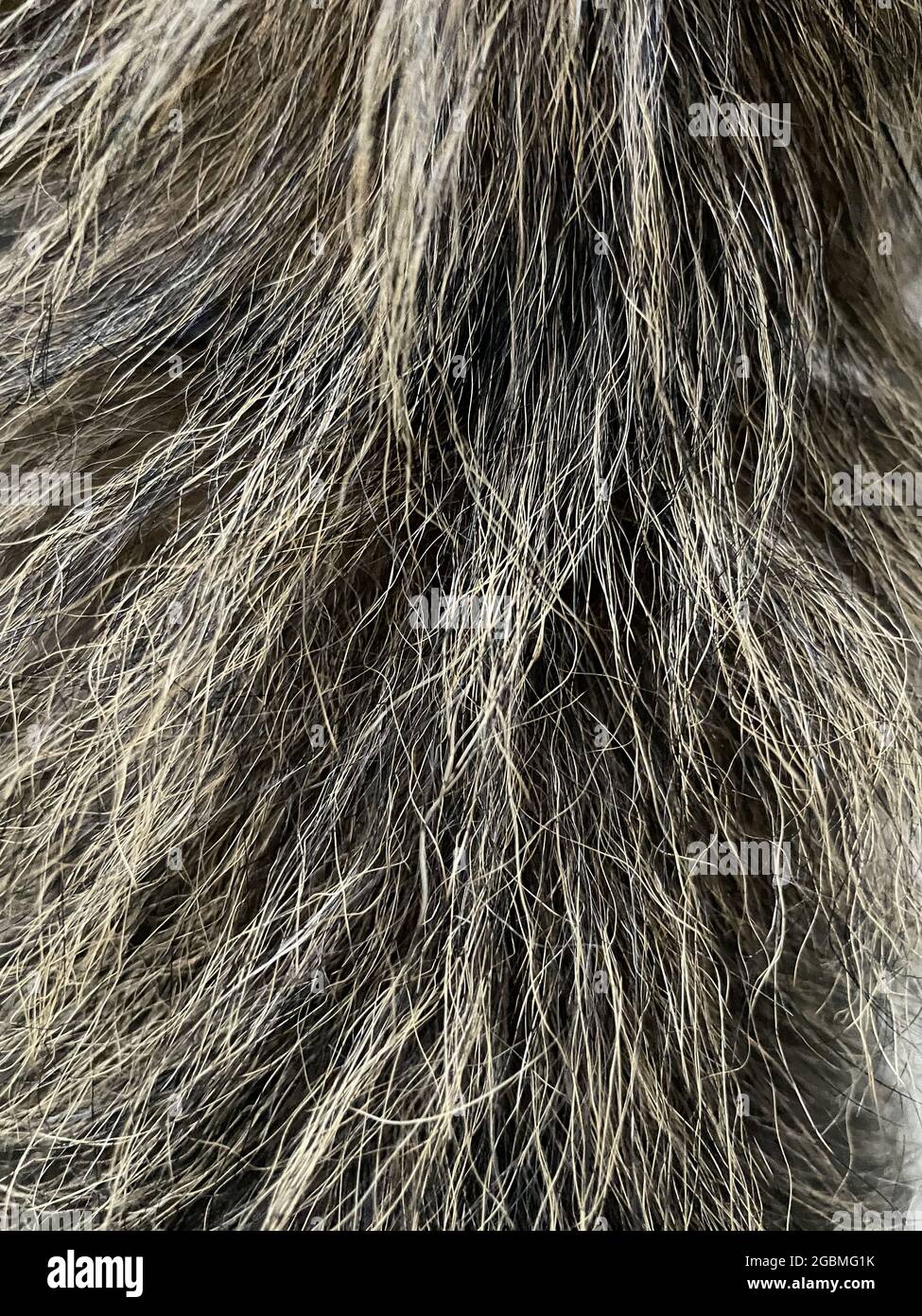 Dry fur texture background Stock Photo - Alamy