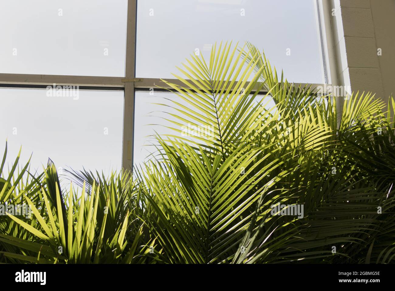 Low angle shot of green houseplant leaves in front of a windows indoors ...