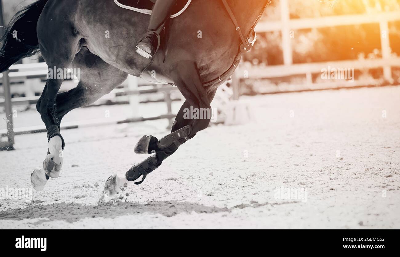 Equestrian sport. Galloping horse. Legs of a galloping horse close-up ...