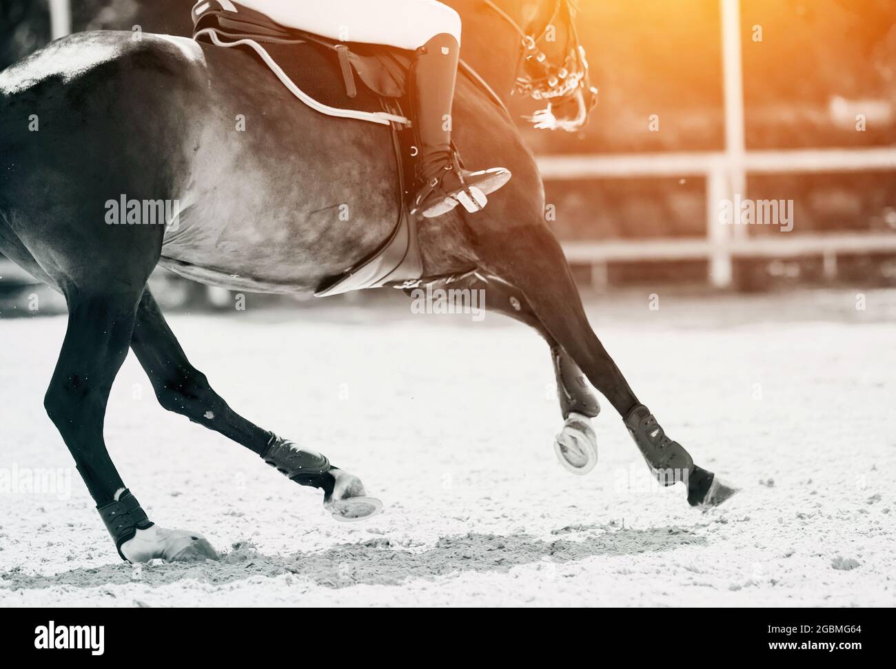 Equestrian sport. Galloping horse. Legs of a galloping horse close-up ...