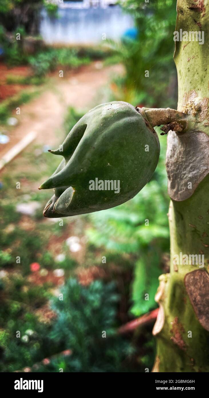 Papaya tree with ripening fruit hi-res stock photography and images - Alamy