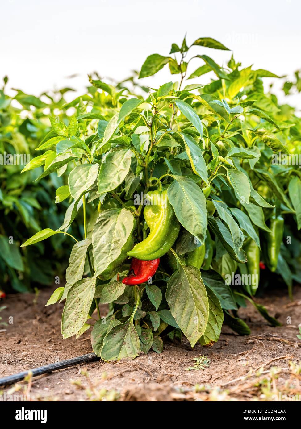 Green pepper plants at agricultural field Stock Photo - Alamy