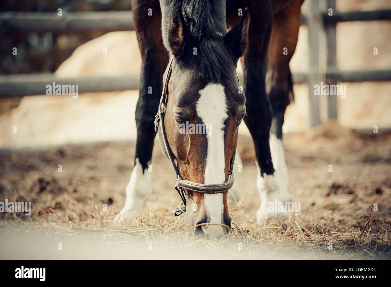 Sporty young horse brown color in a halter in the levada. Portrait of a ...