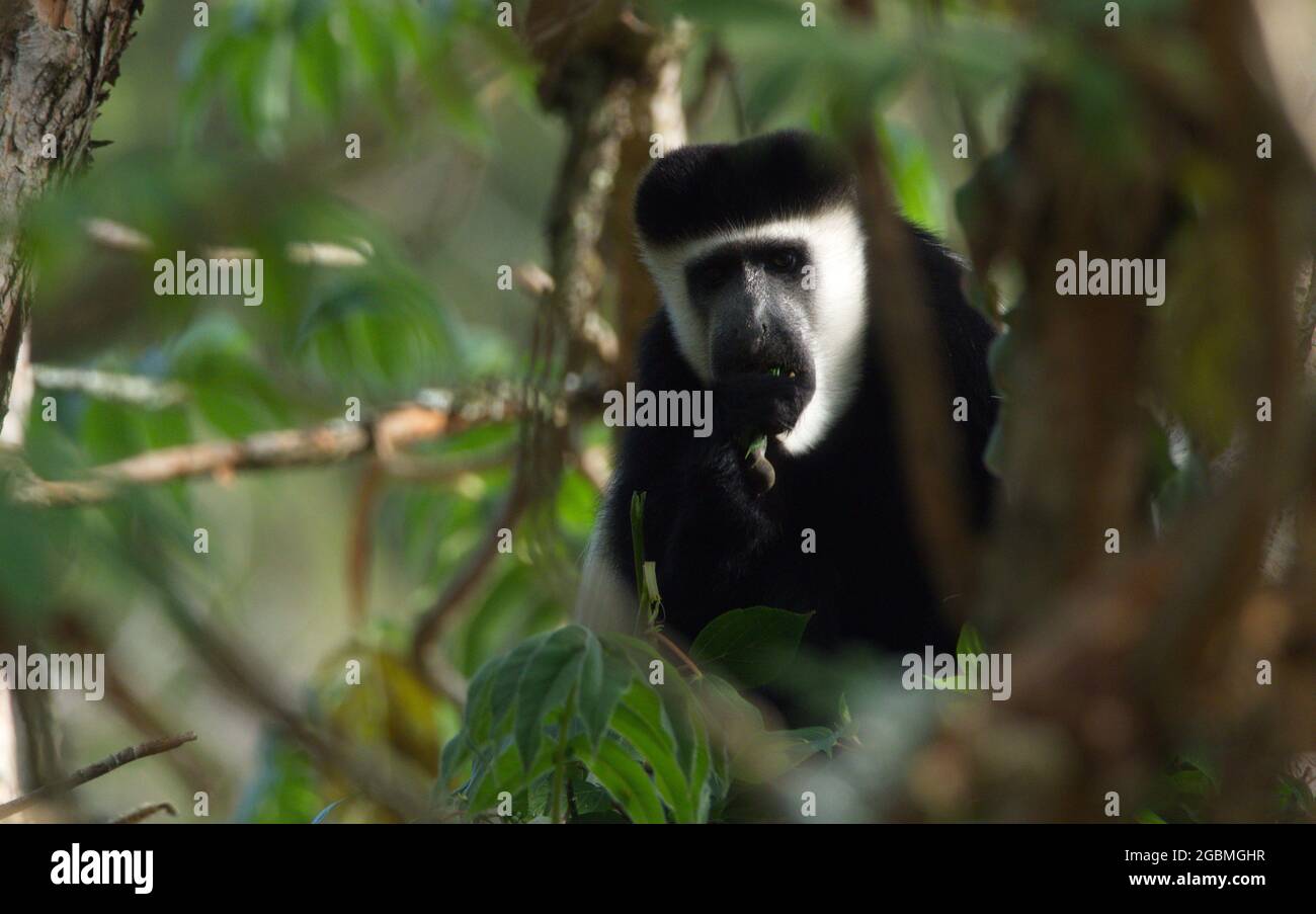 Closeup portrait of Mantled guereza (Colobus guereza) Colobus Monkey ...