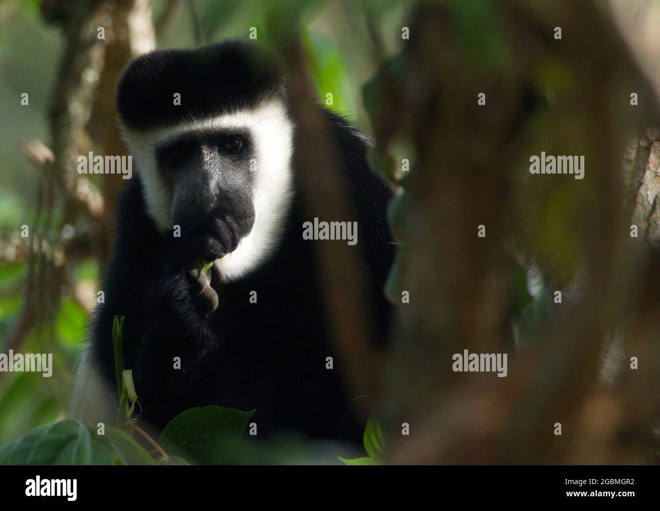 Closeup portrait of Mantled guereza (Colobus guereza) Colobus Monkey ...