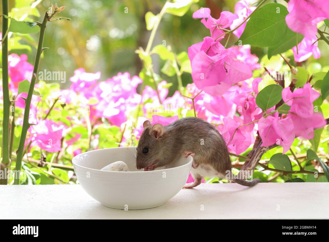 Rat eating seeds from plate outdoors. Yard home feeder Stock Photo - Alamy