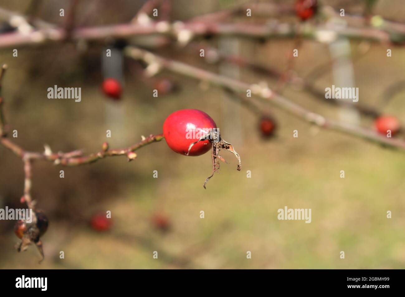 Closeup shot of a dry rosehip branch in the autumn garden blurred ...