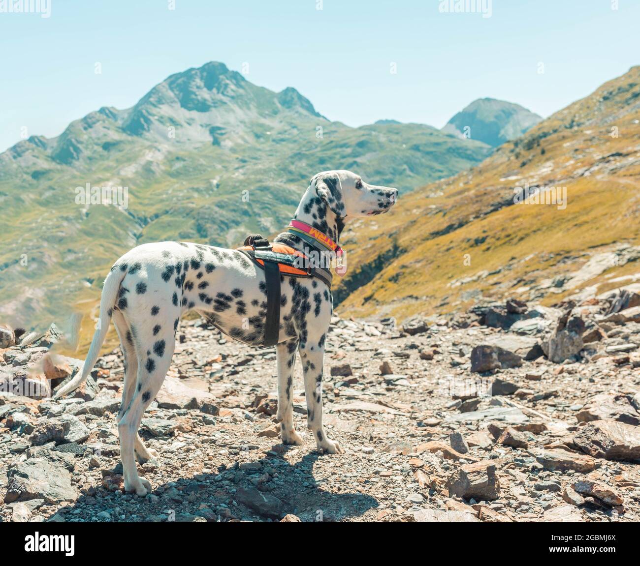 Dalmatian dog on top of a hill Stock Photo - Alamy