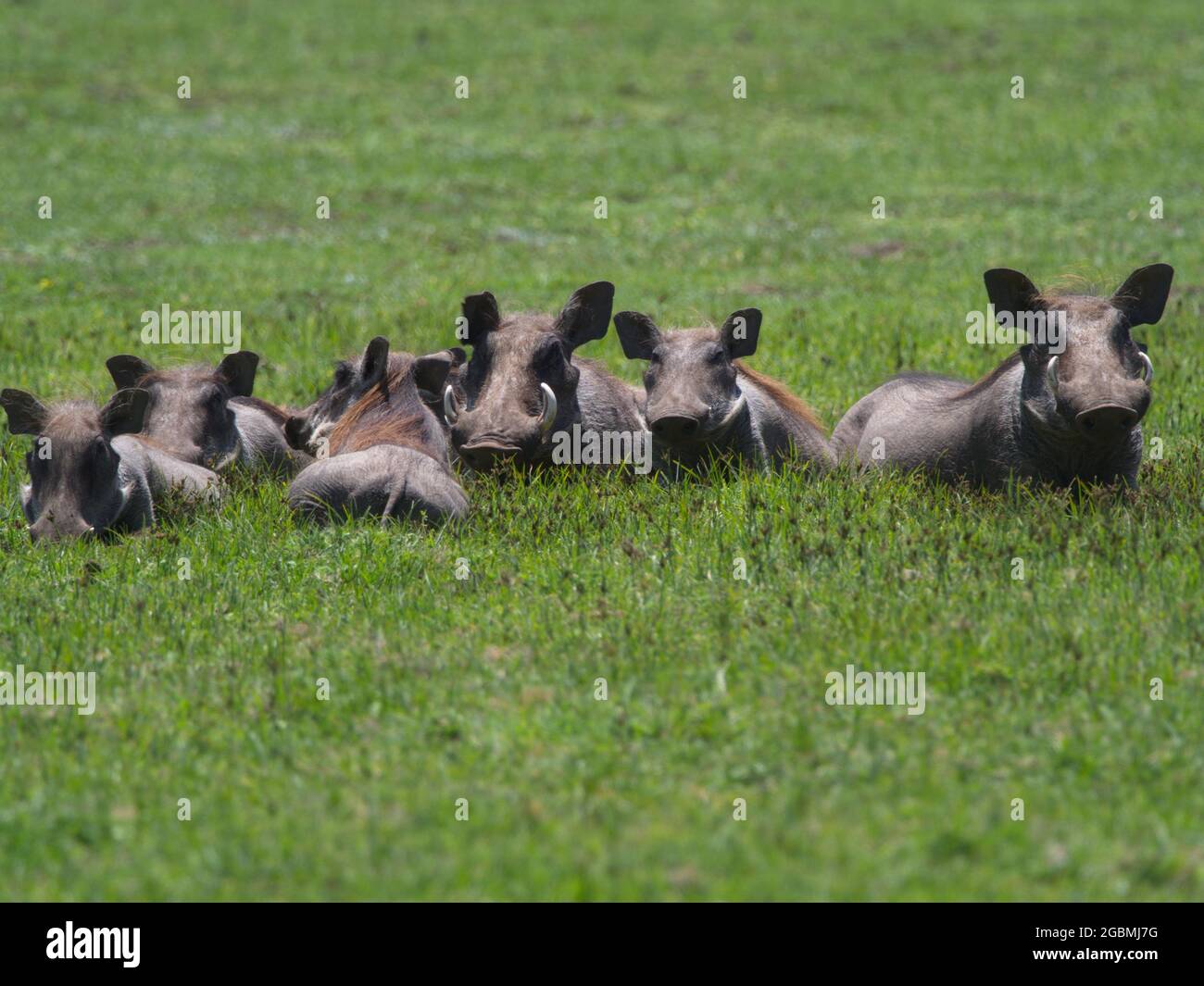 Family portrait of group of wild warthogs (Phacochoerus africanus ...