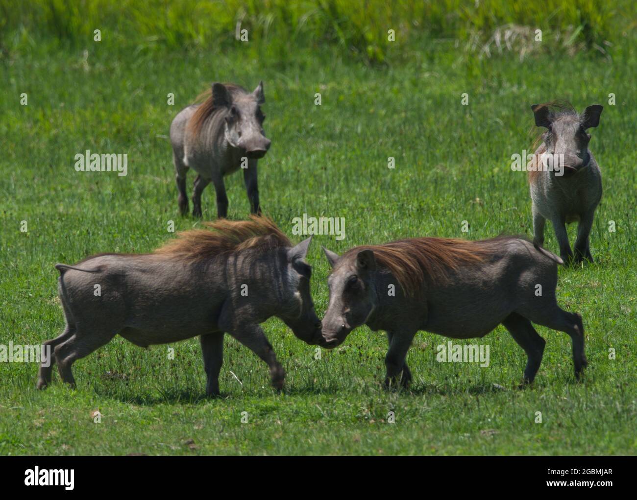 Landscape portrait of two wild warthogs (Phacochoerus africanus ...