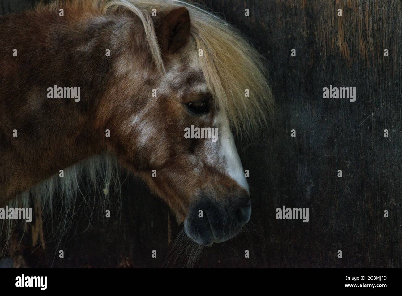 Side profile of a miniature pony hi-res stock photography and images ...
