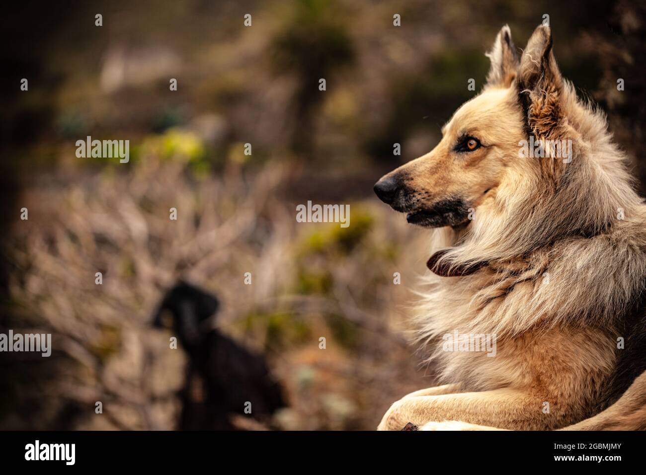 dog watching out Stock Photo - Alamy
